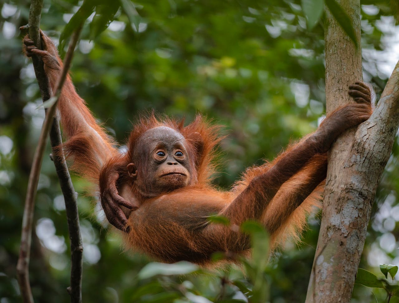 Weather in Borneo | Travel Guide